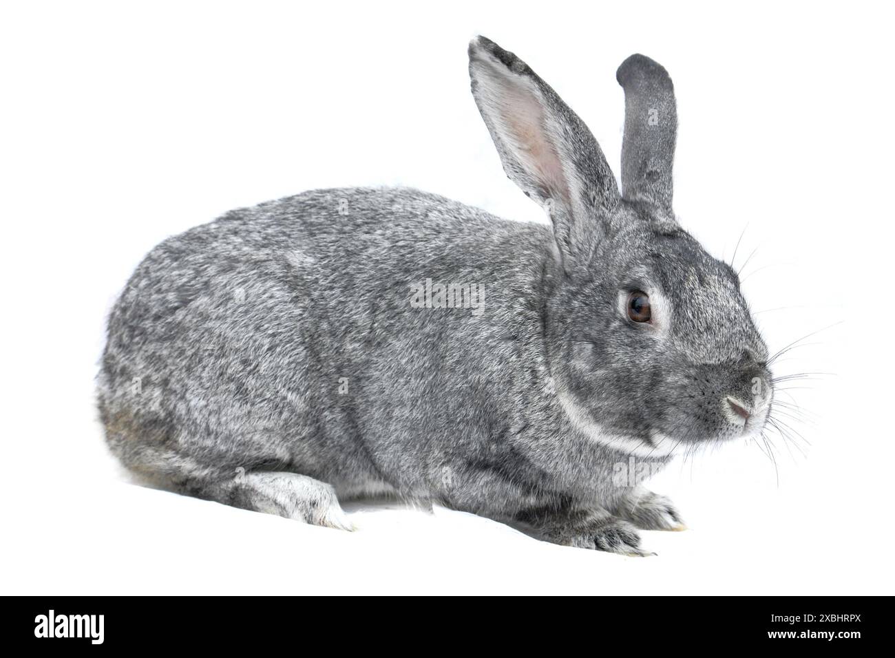 Gros lapin Banque de photographies et d’images à haute résolution - Alamy