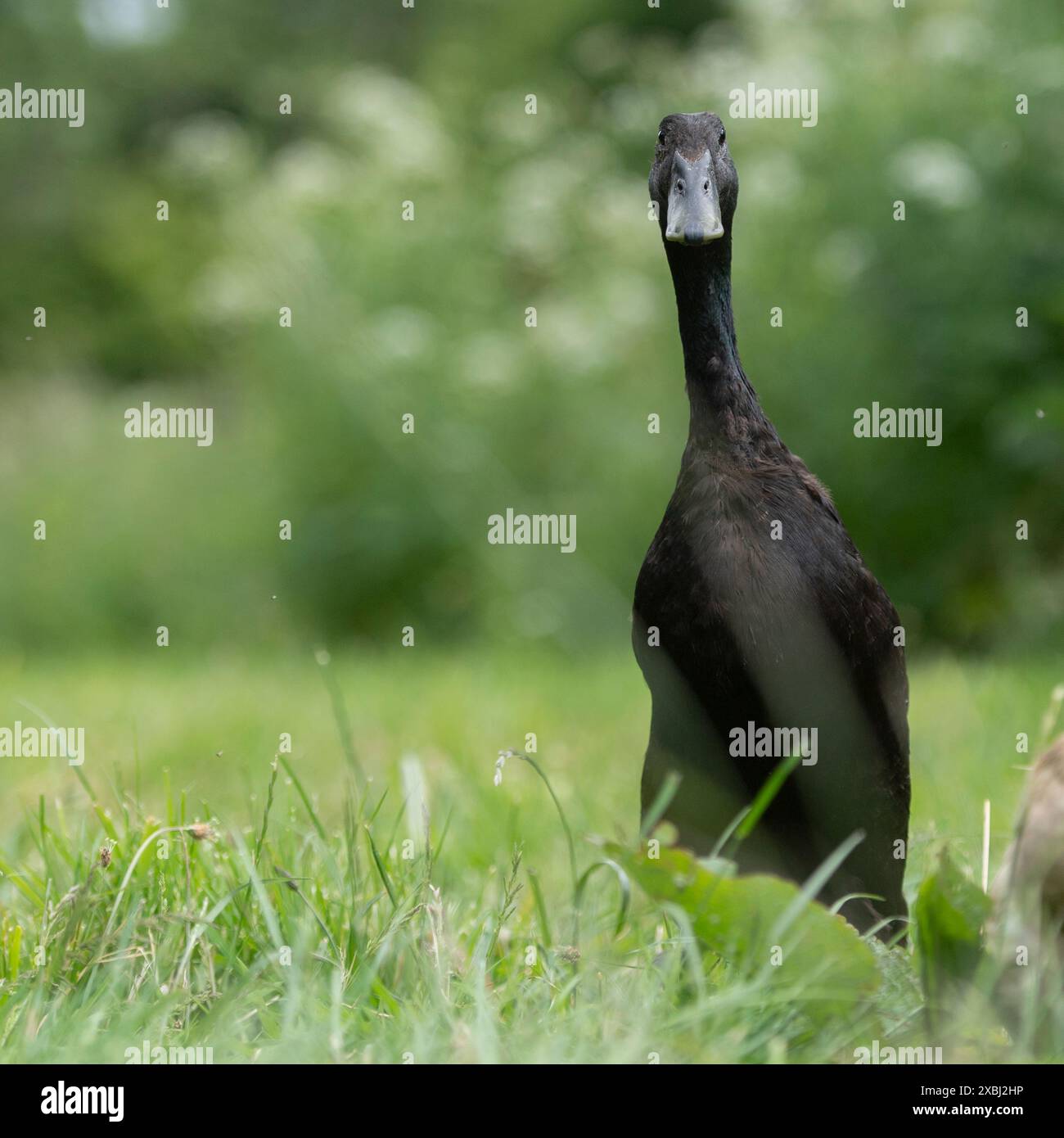 Black indian runner ducks Banque de photographies et d’images à haute ...