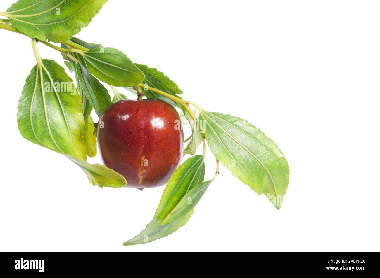 Ziziphus jujuba leaf Banque d'images détourées - Alamy