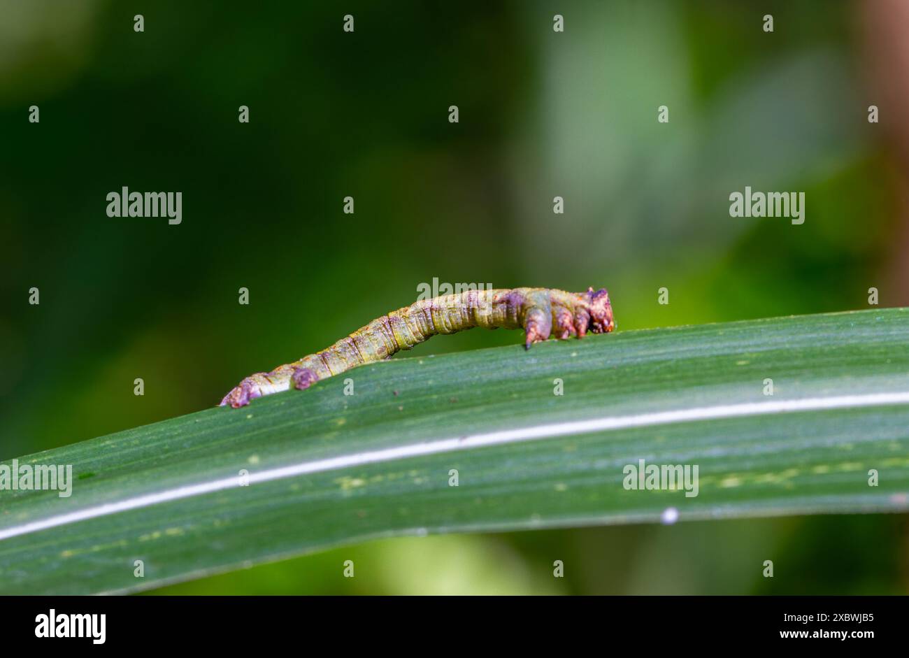 Inchworm geometridae moth larvae Banque de photographies et d’images à haute résolution - Alamy