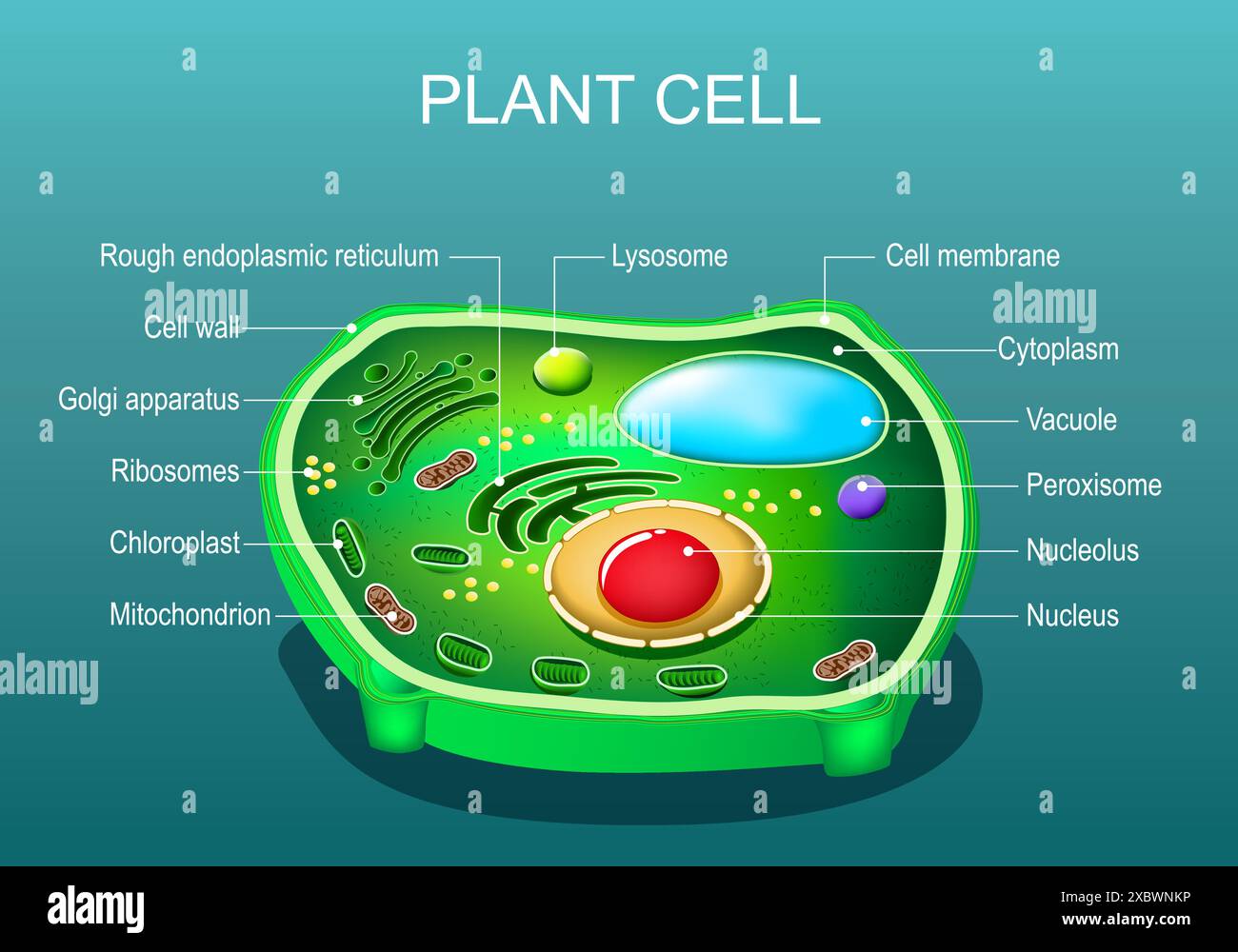 Cellule foliaire Banque d'images vectorielles - Alamy
