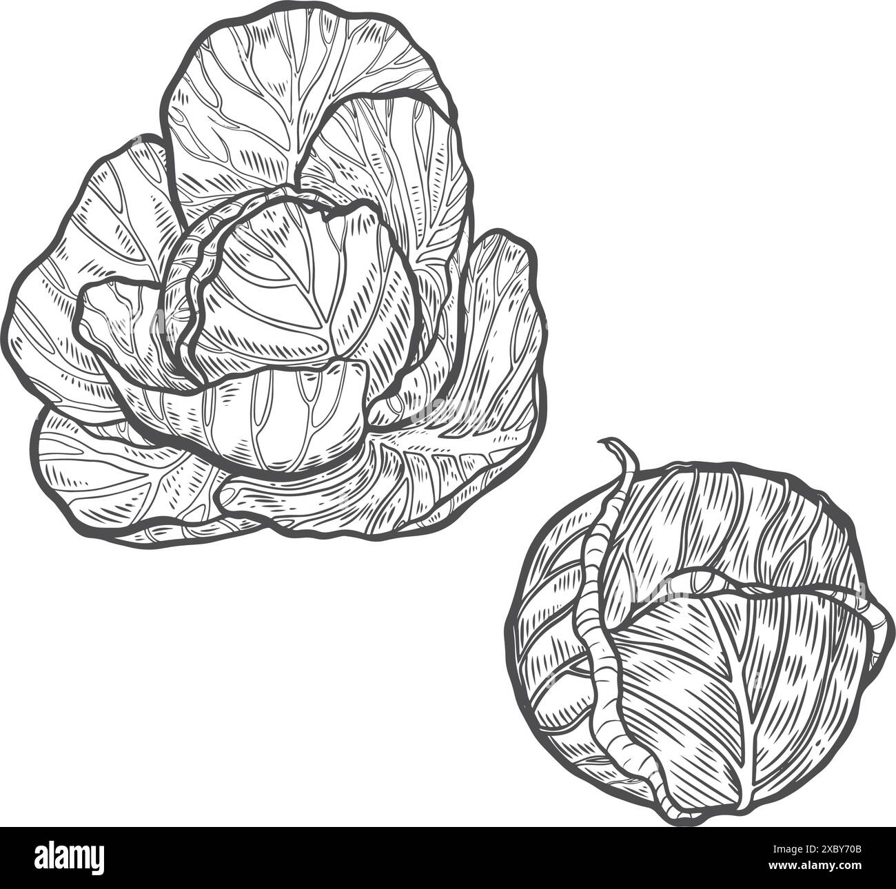 Dessin de chou fleur Banque d'images vectorielles - Alamy