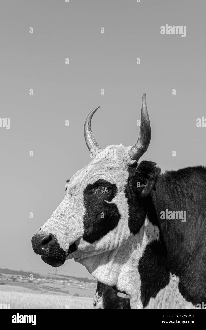 Vache noire et blanche avec des cornes Banque d'images noir et blanc - Page 2 - Alamy