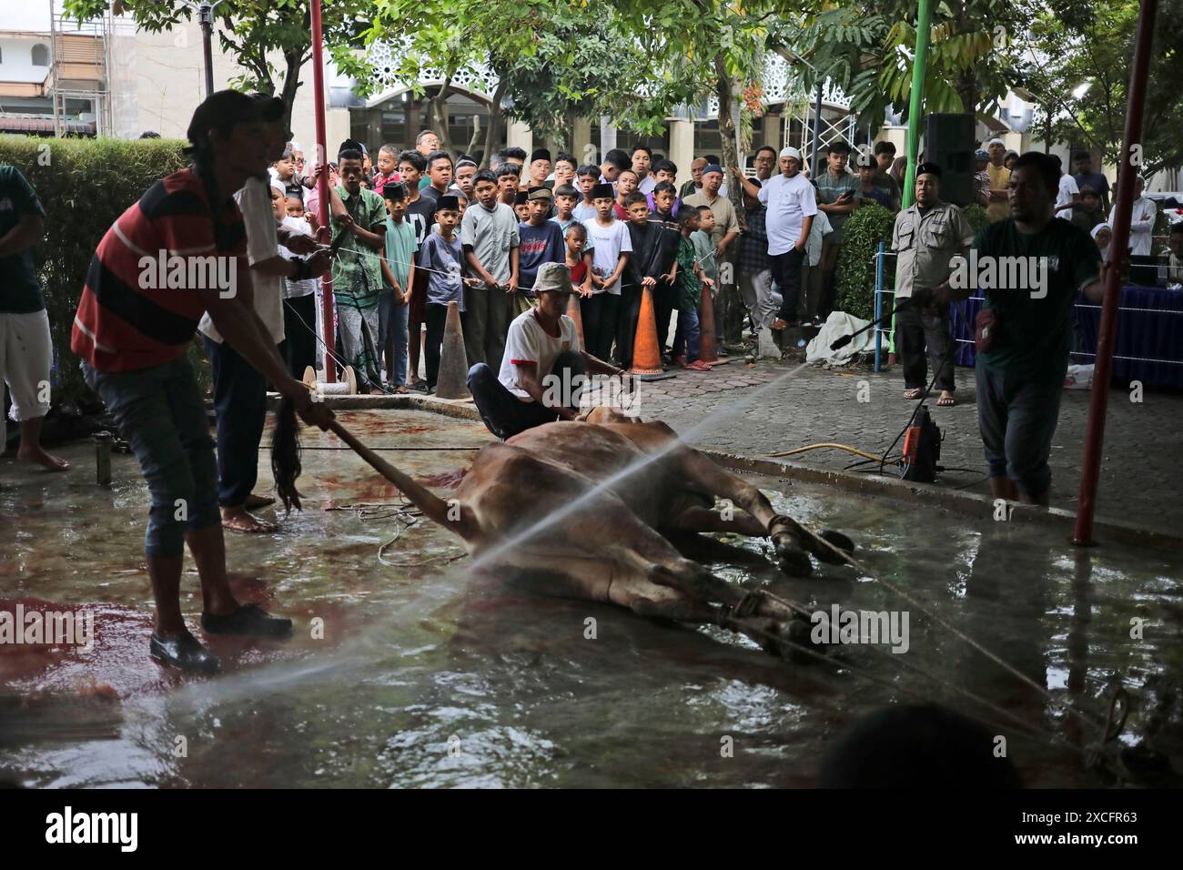 People watch as men prepare to slaughter a cow during the celebration ...