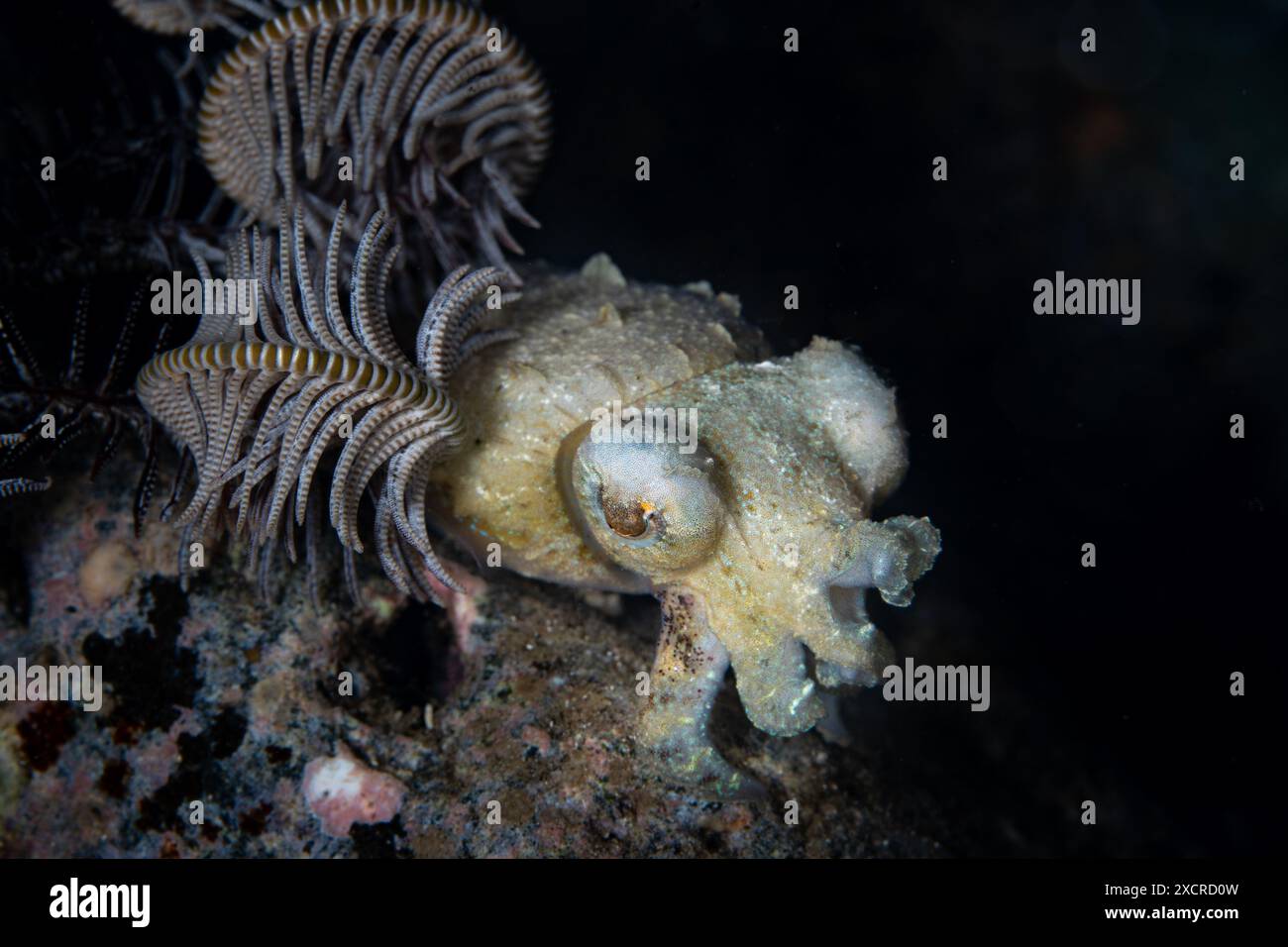 Céphalopodes de récif corallien camouflage océan pacifique Banque de ...