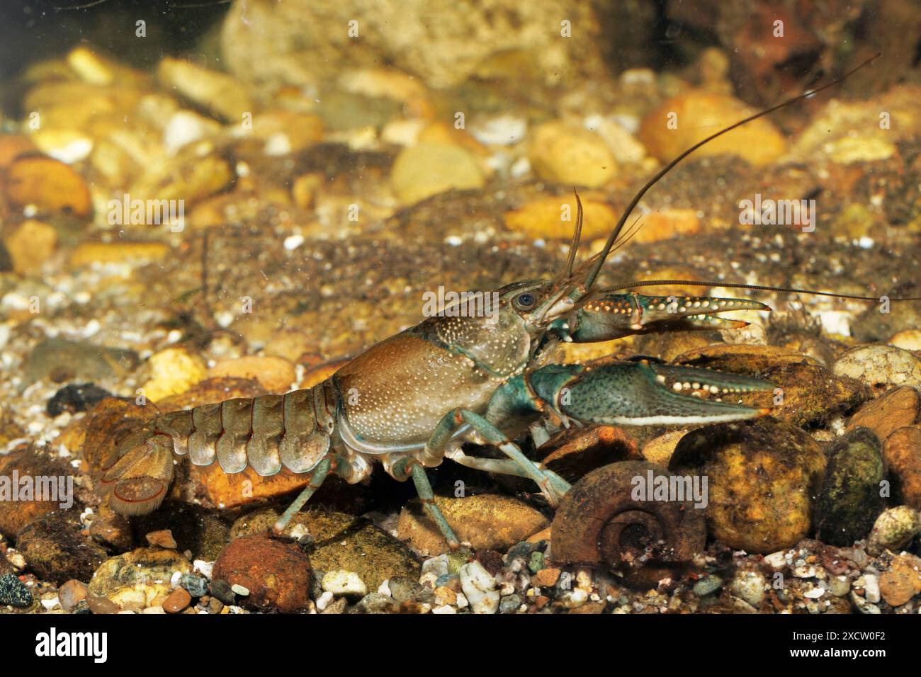 Eastern crayfish Banque de photographies et d’images à haute résolution ...