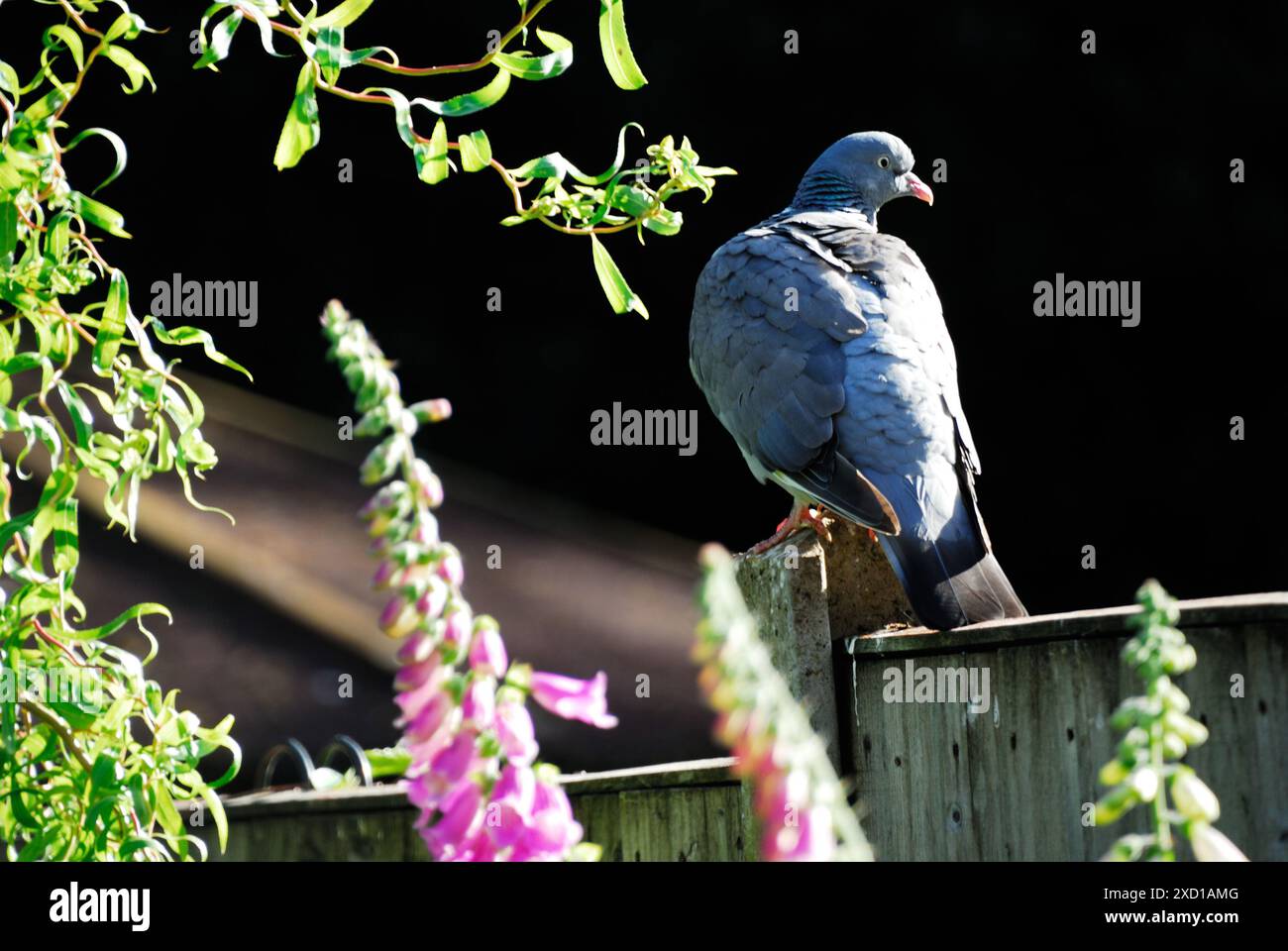 Pigeon with wings back Banque de photographies et d’images à haute ...