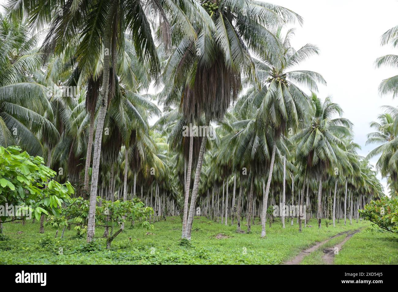 PAPOUASIE-NOUVELLE-GUINÉE, Madang, plantation combinée de cacao et de ...
