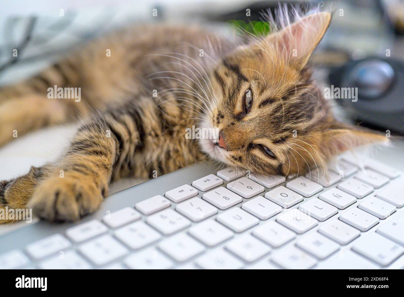 Un chaton mignon dort paisiblement sur un clavier dans un cadre de ...