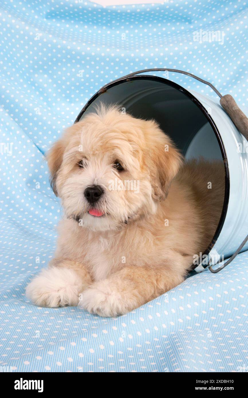 Croise Bichon Shih Tzu