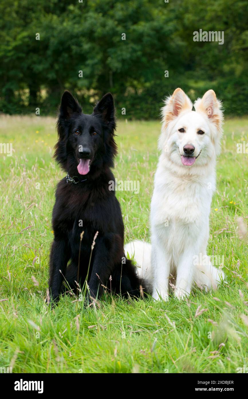 Chiens de bergers Banque de photographies et d’images à haute résolution - Alamy