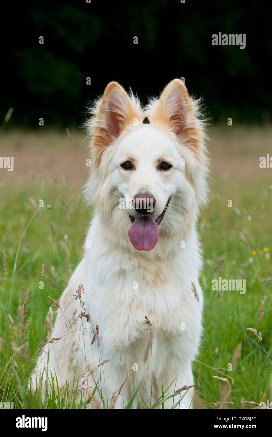 Bergers allemands blancs Banque de photographies et d’images à haute résolution - Alamy