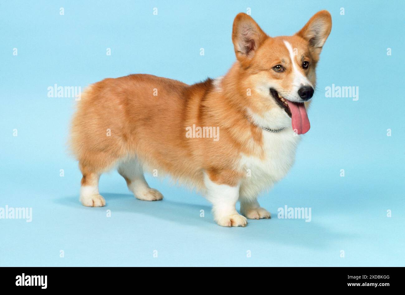 Corgis dogs Banque de photographies et d’images à haute résolution - Alamy