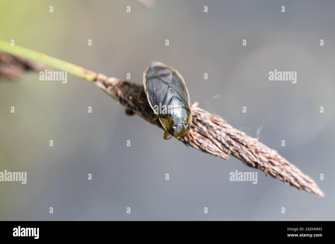 Un insecte de soucoupe (Ilyocoris cimicoides) qui ressemble plutôt à un ...