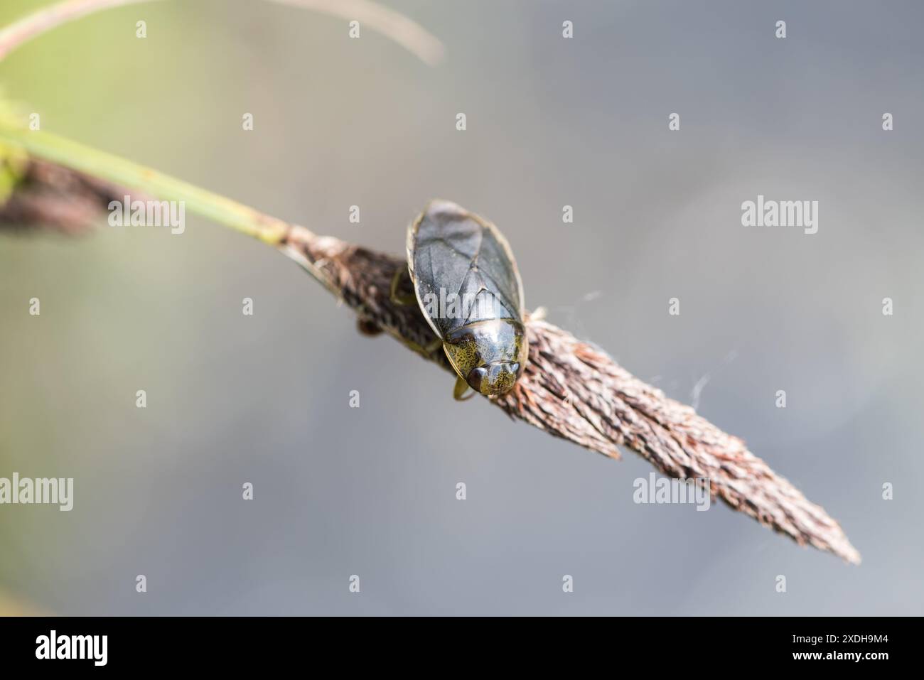 Un insecte de soucoupe (Ilyocoris cimicoides) qui ressemble plutôt à un ...