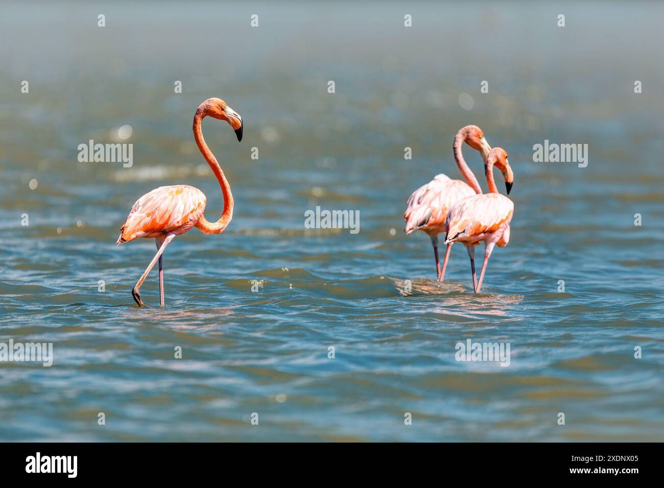 Flamant rose américain (Phoenicopterus ruber), connu sous le nom de ...
