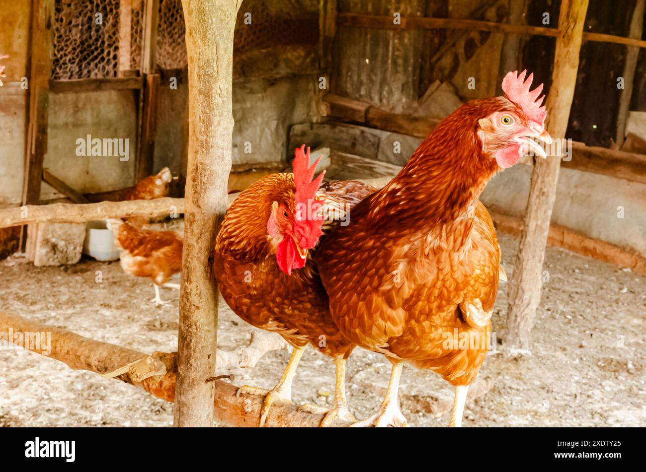 Deux poules rousses Banque de photographies et d’images à haute ...