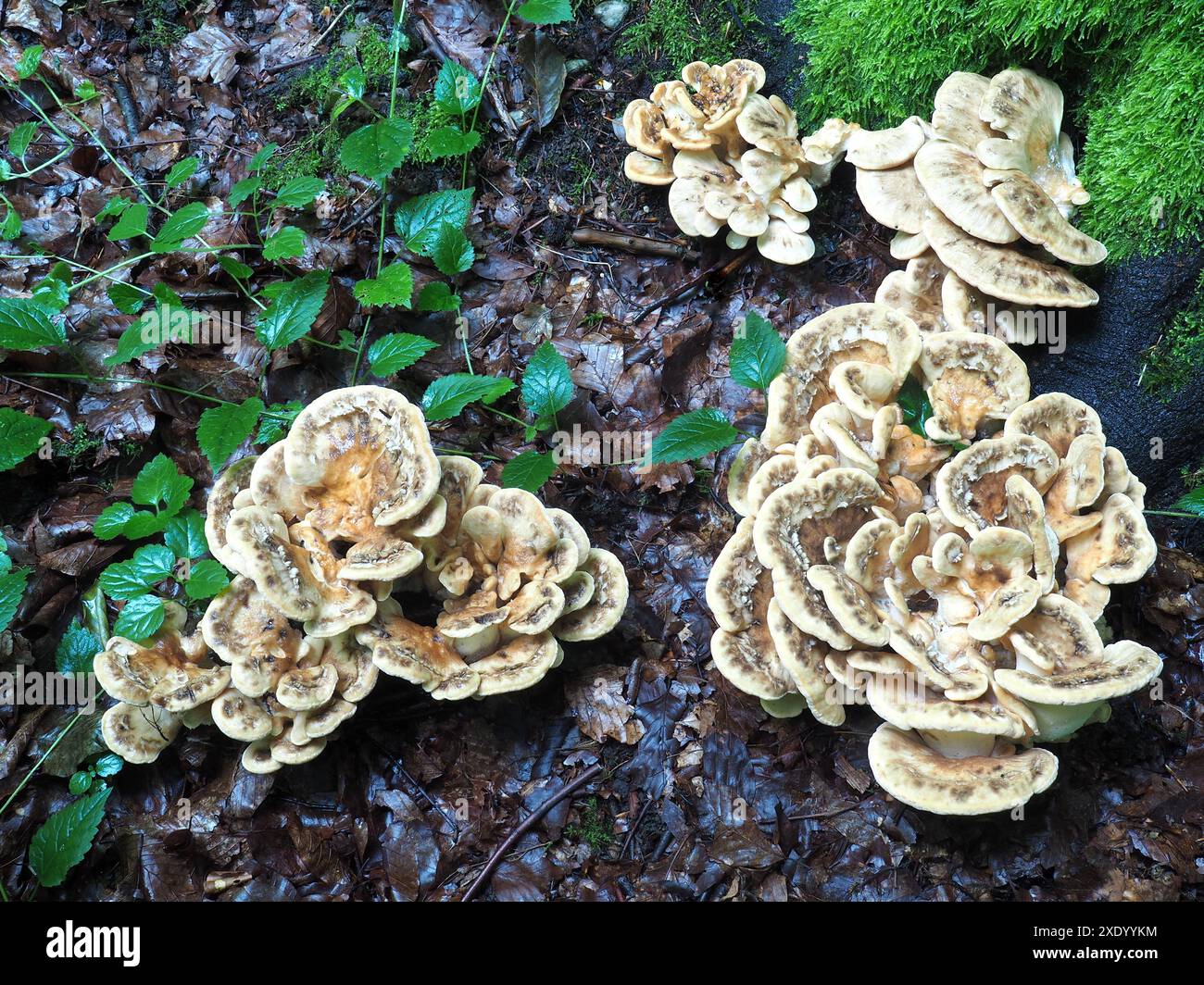 Polypore géant Banque de photographies et d’images à haute résolution ...