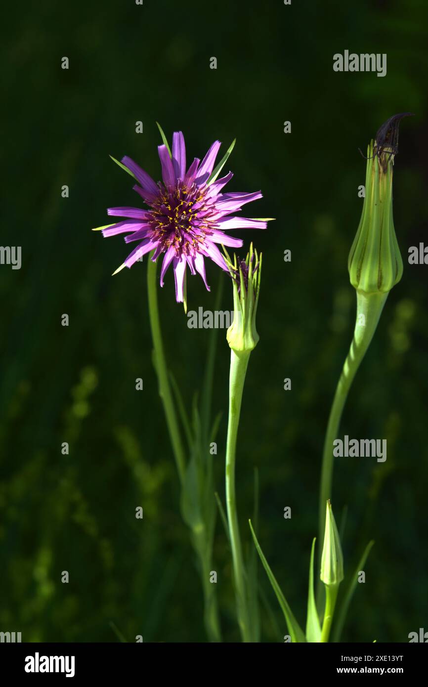 Barbiche de chèvre Banque de photographies et d’images à haute ...