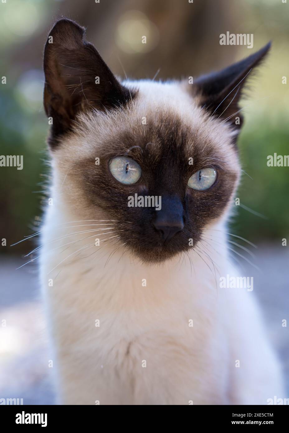 Chat siamois mignon Banque de photographies et d’images à haute ...