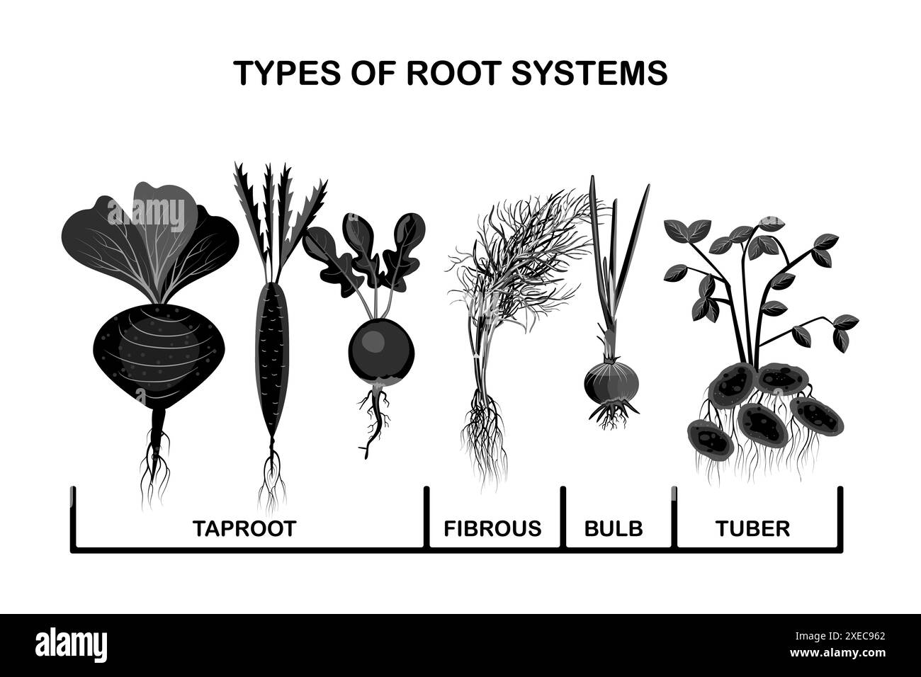 Exemple de racine pivotante Banque d'images vectorielles - Alamy