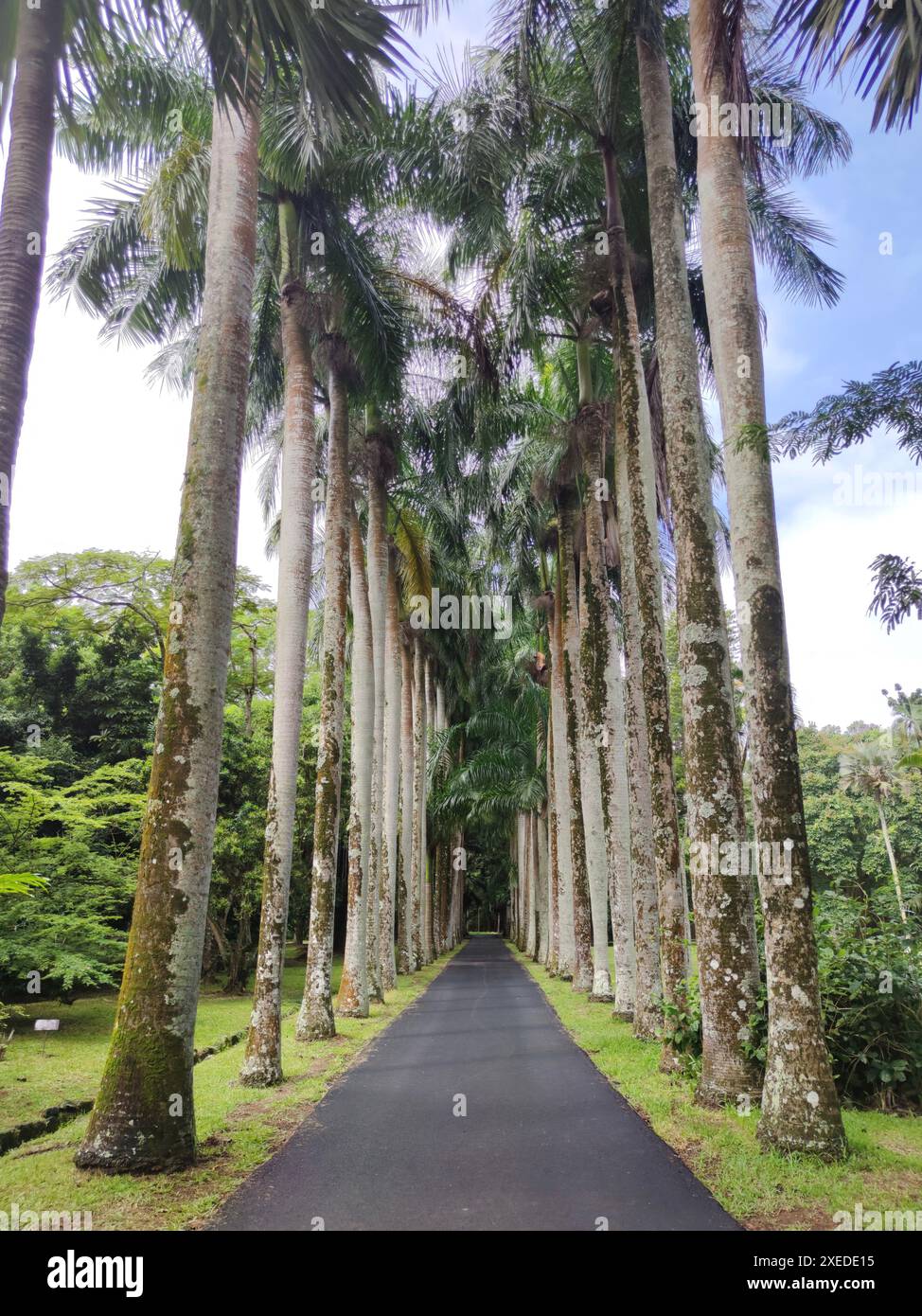 Royal palms Banque de photographies et d’images à haute résolution - Alamy