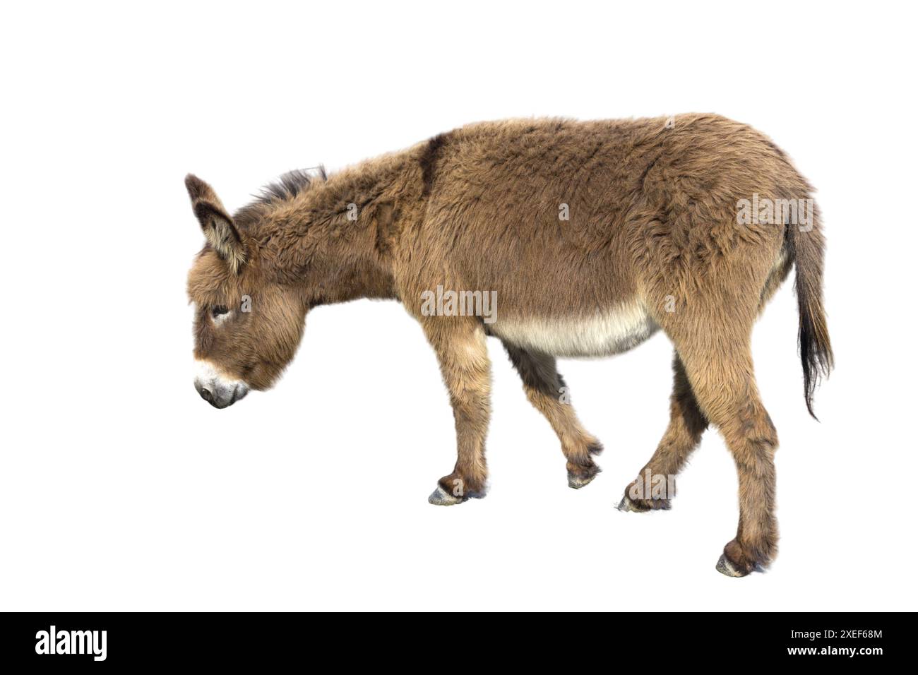 Donkey profile Banque d'images détourées - Alamy