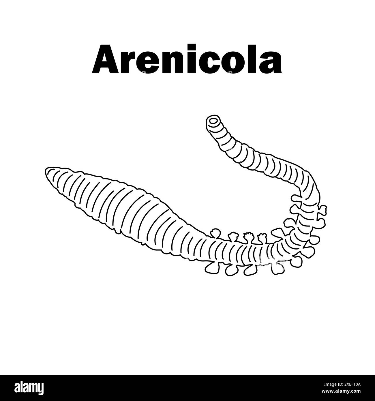 Arenicola marine Banque d'images vectorielles - Alamy