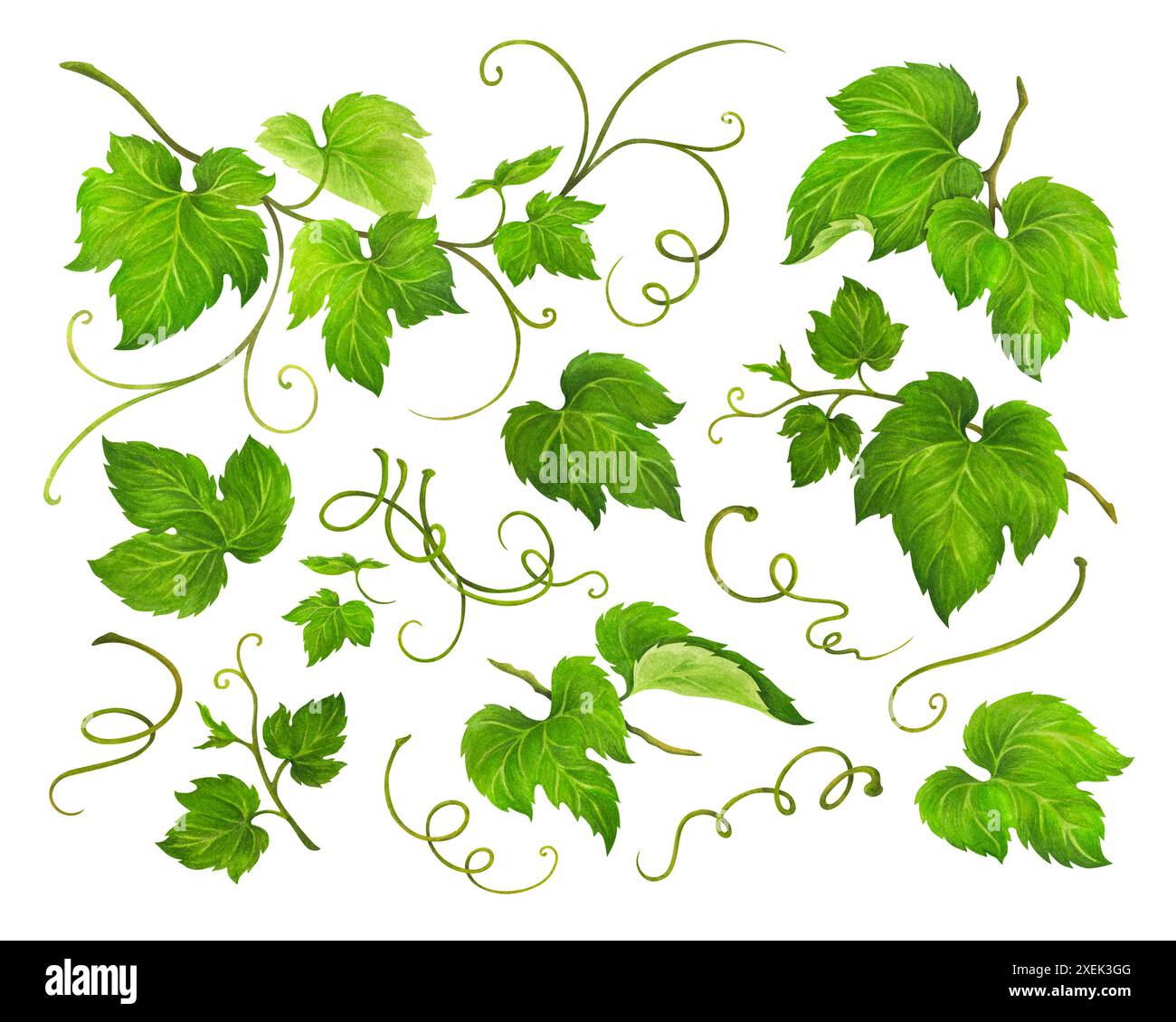 Logo de la vigne Banque de photographies et d’images à haute résolution ...
