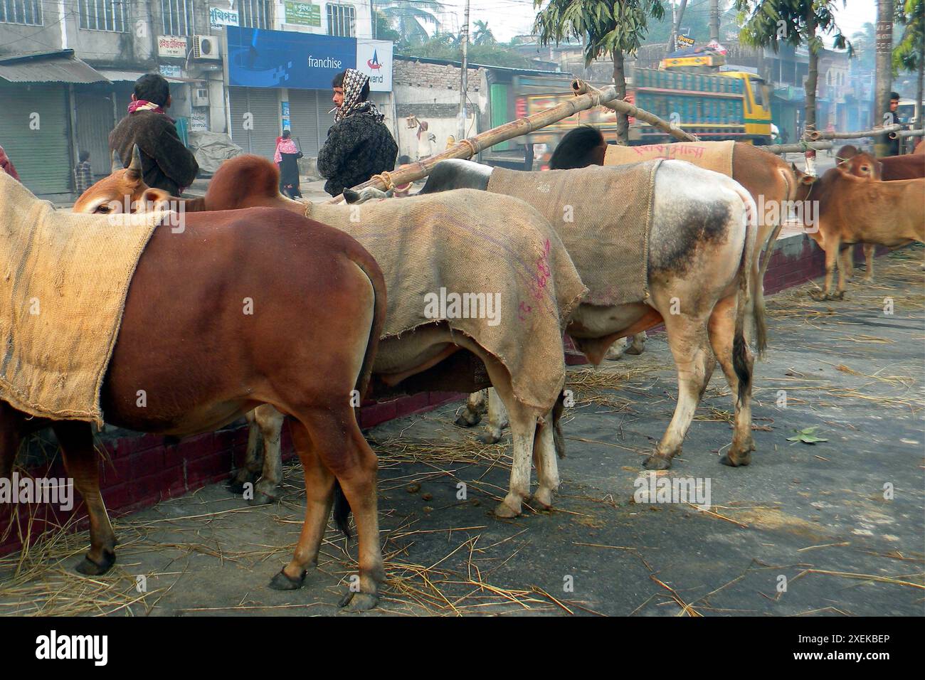 Animals of bangladesh Banque de photographies et d’images à haute ...