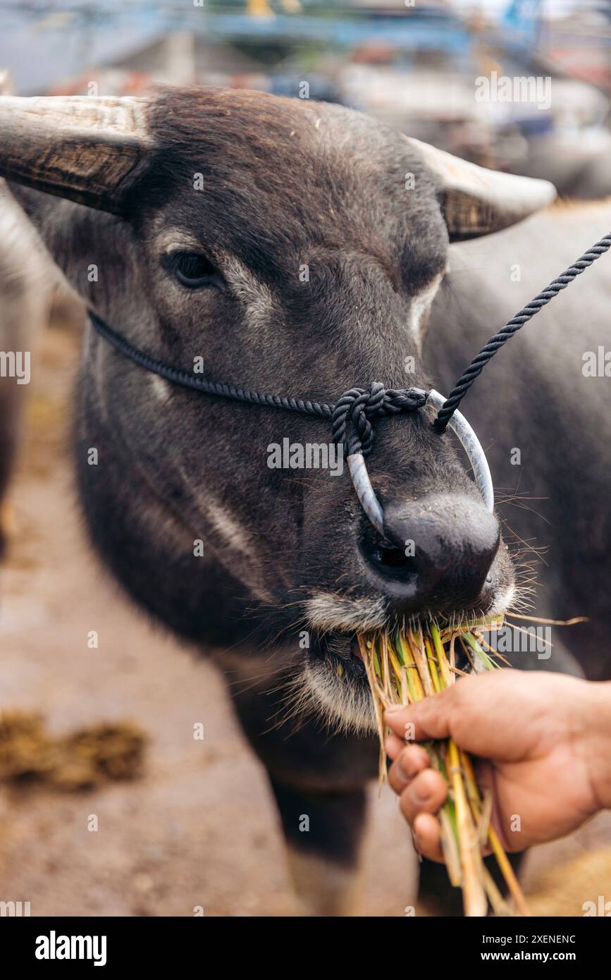 Gros plan d'un buffle avec un anneau de nez et une corde derrière de la ...