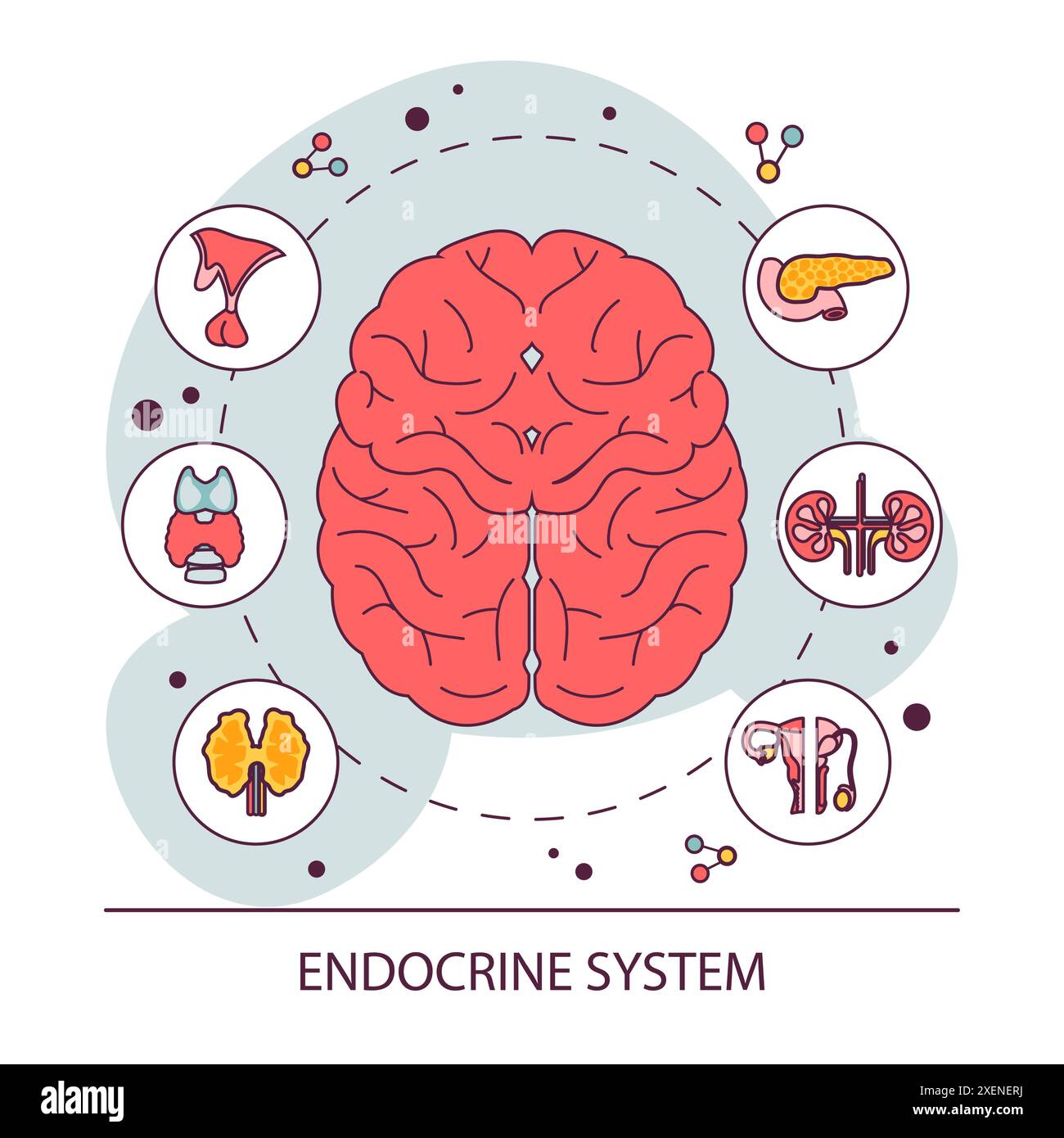 Organe du système endocrinien. La fonction des glandes humaines ...