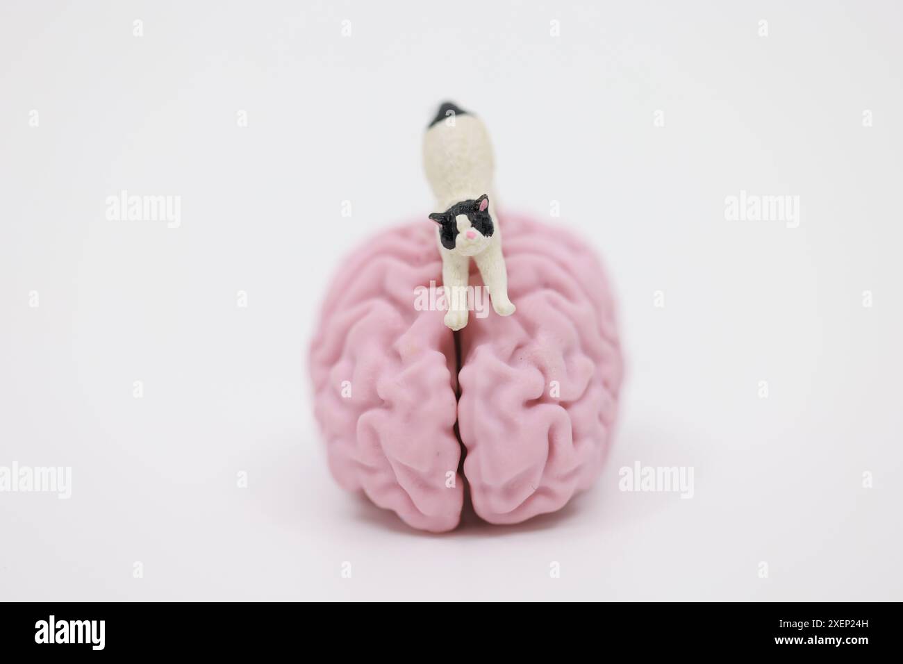 Anatomia del cerebro del gato Banque de photographies et d’images à ...