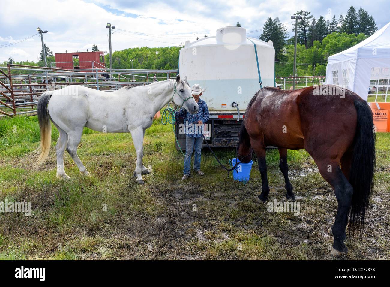 Jeune cow-boy indien qui s'occupe des chevaux au Mini Thni Indian Rodeo ...