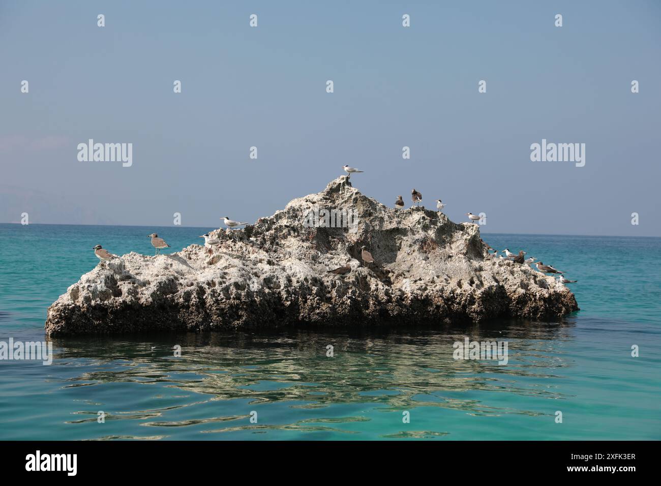 Île de Socotra nature étonnante, paysage et espèces botaniques rares et ...