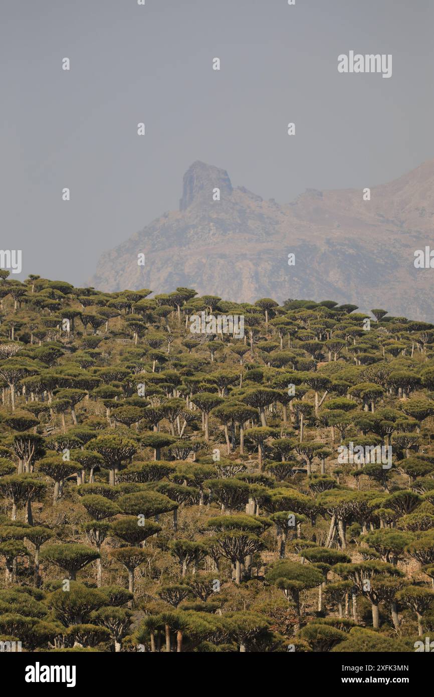 Île de Socotra nature étonnante, paysage et espèces botaniques rares et ...