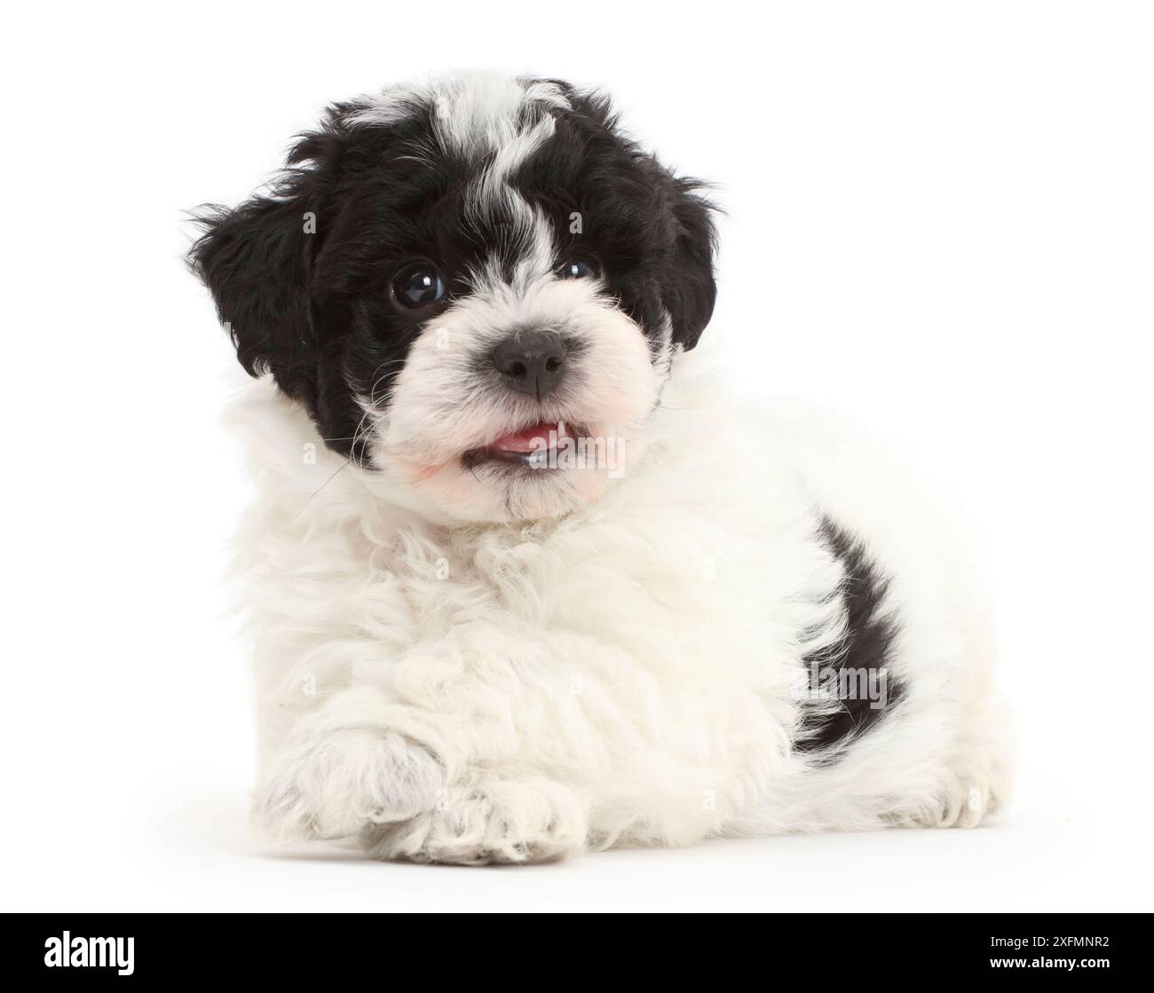 Black and white cavapoo puppy Banque de photographies et d’images à haute résolution - Alamy