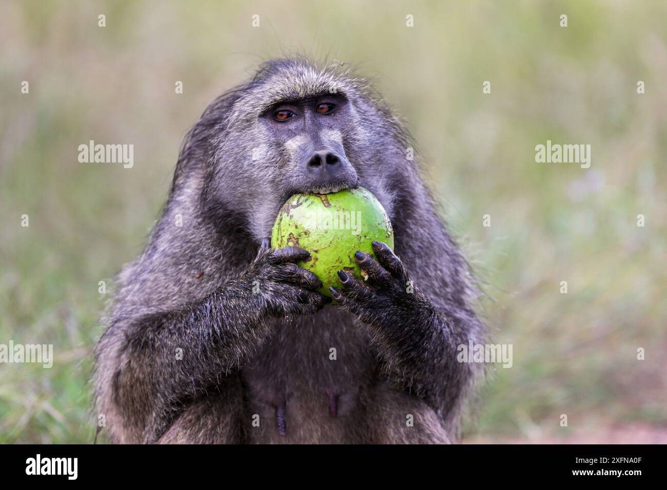 Fruit de singe strychnos spinosa Banque de photographies et d’images à ...