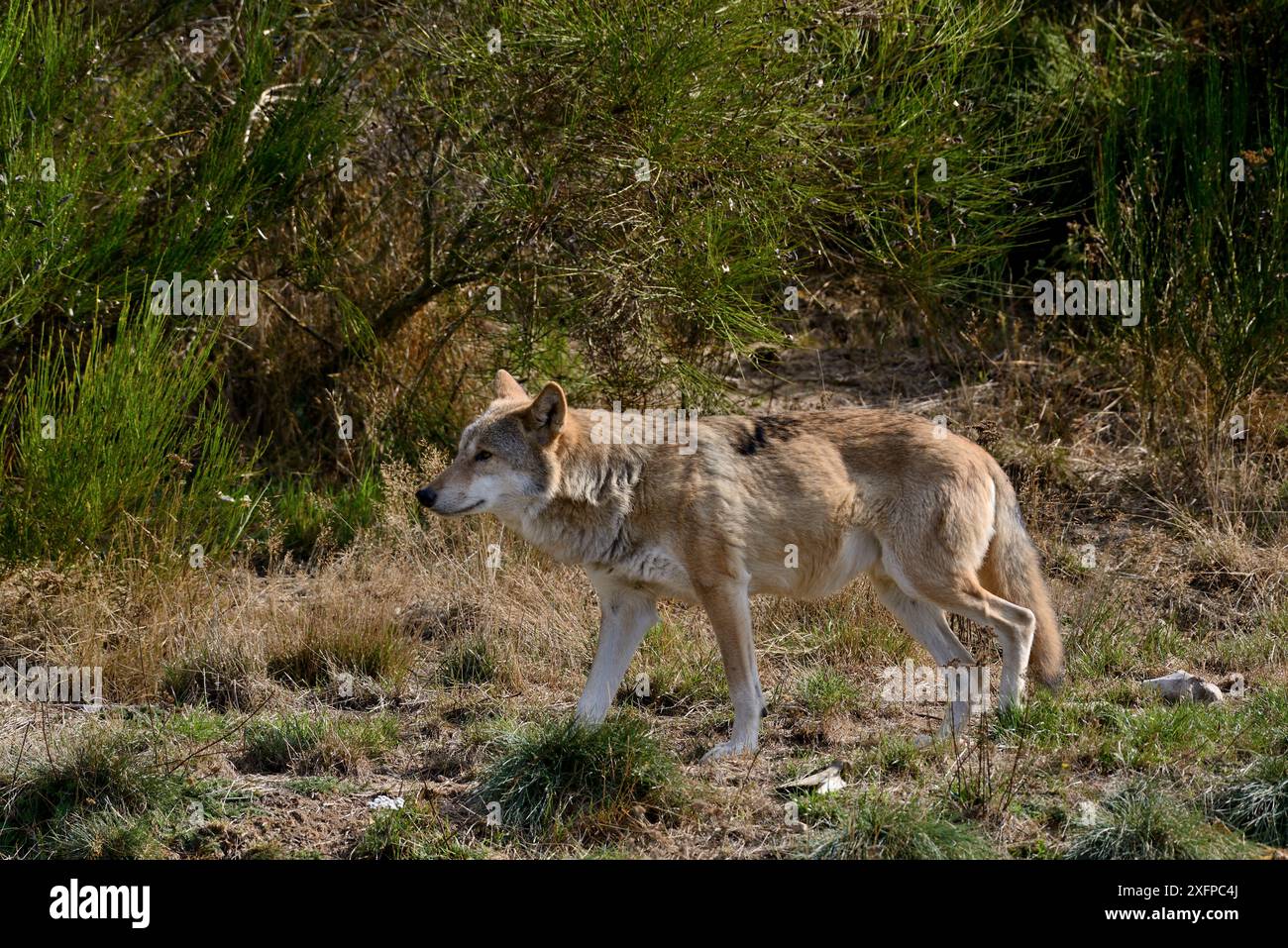 Mongolian wolf canis lupus Banque de photographies et d’images à haute ...