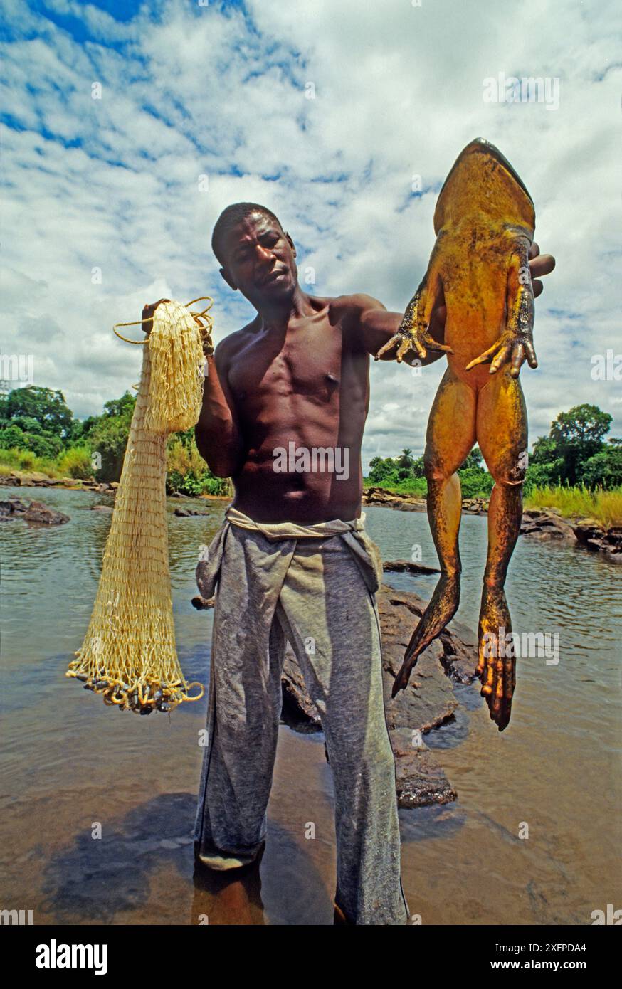 Grenouille goliath conraua viande de brousse goliath Banque de ...