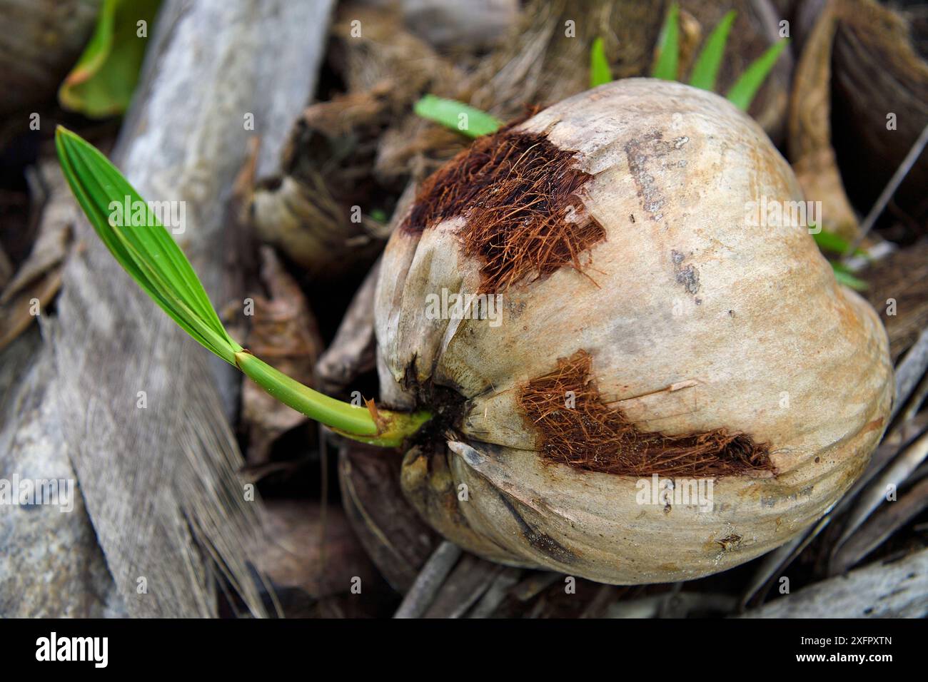 Cocos nucifera en germination Banque de photographies et d’images à ...