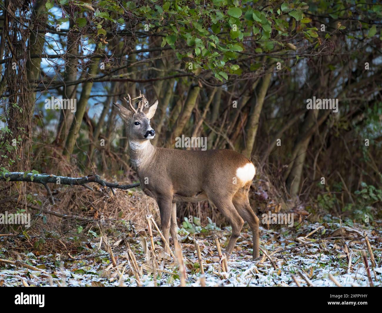 Chevreuil forestier Banque de photographies et d’images à haute ...