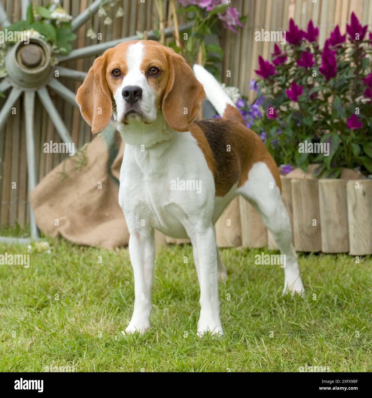 Male beagle Banque de photographies et d’images à haute résolution - Alamy