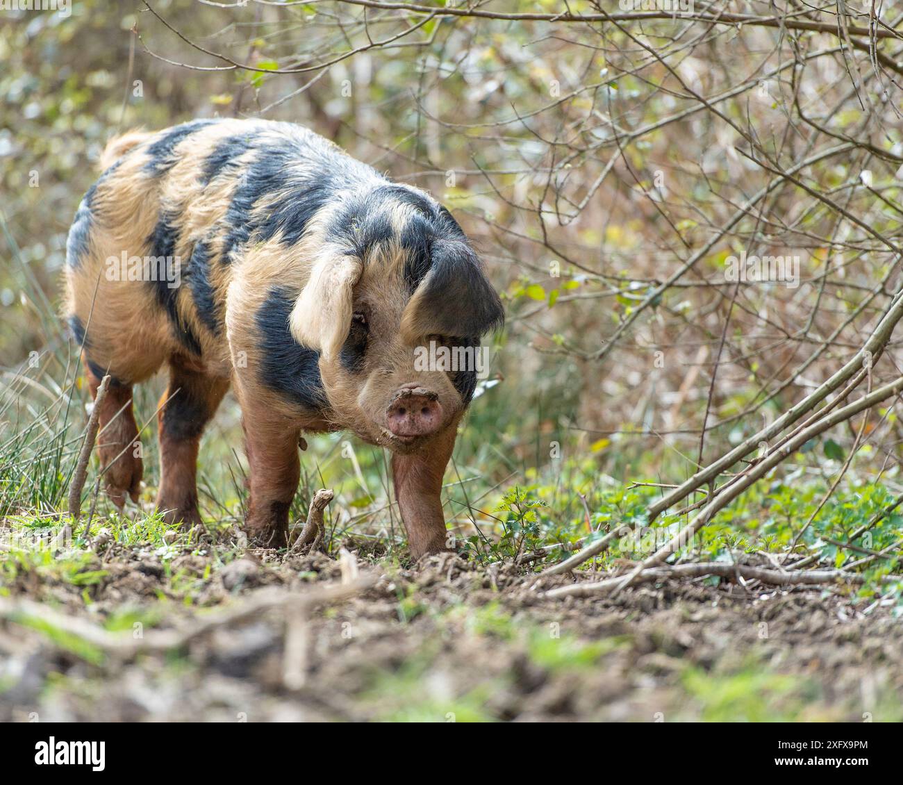 Black pig Banque de photographies et d’images à haute résolution - Alamy