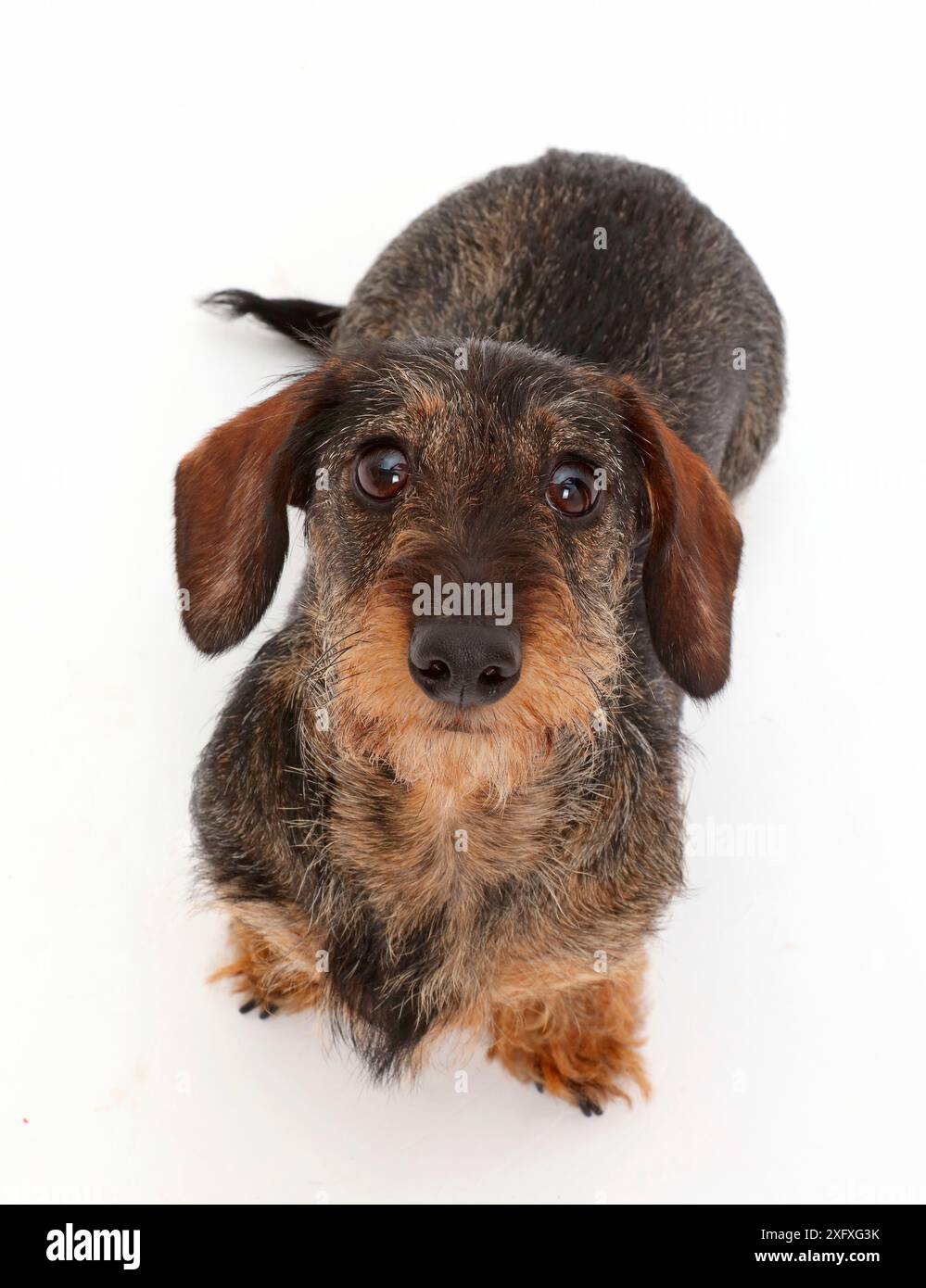 Teckel assis Banque de photographies et d’images à haute résolution - Alamy