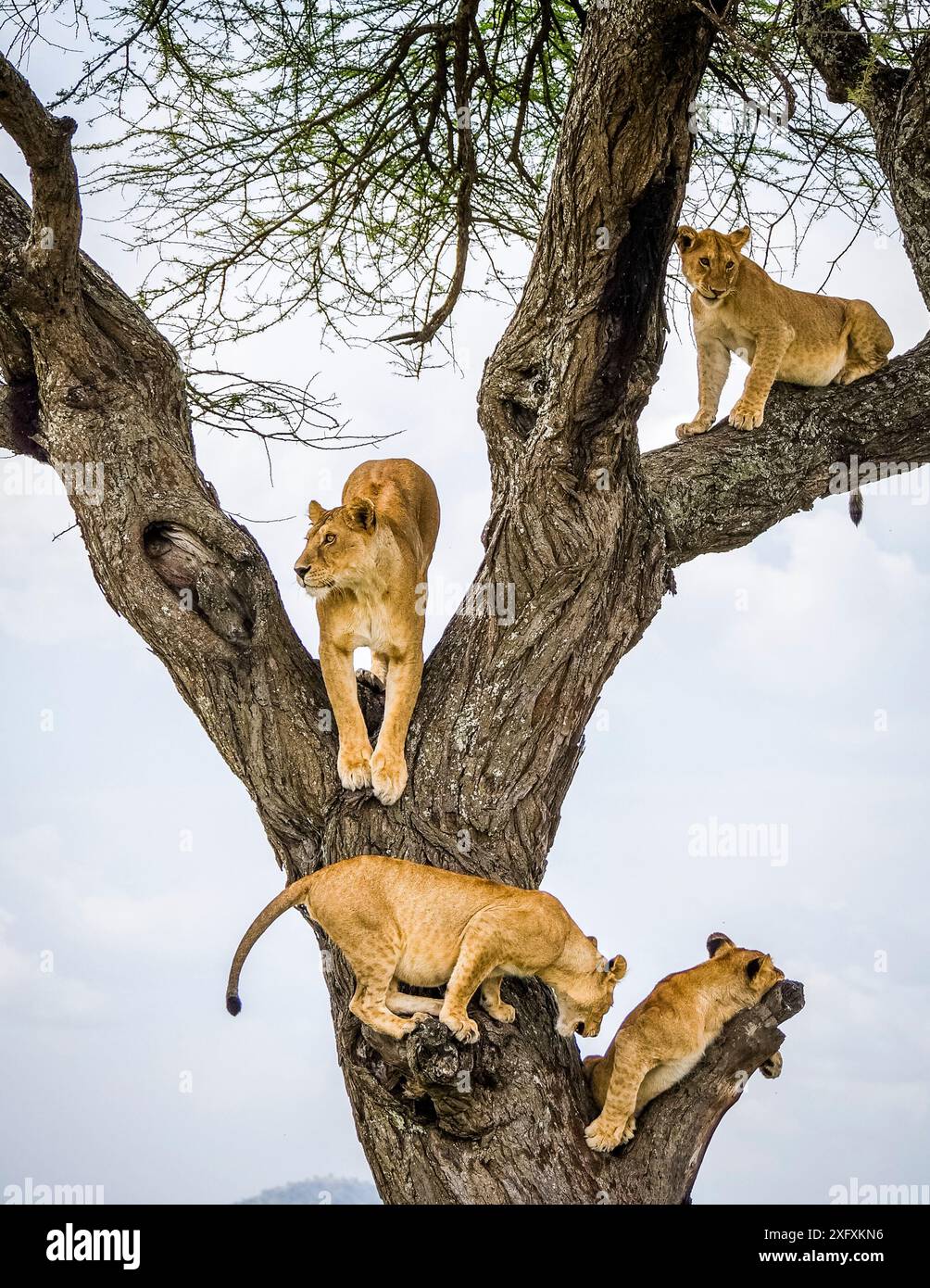 Arbre à lions Banque de photographies et d’images à haute résolution ...