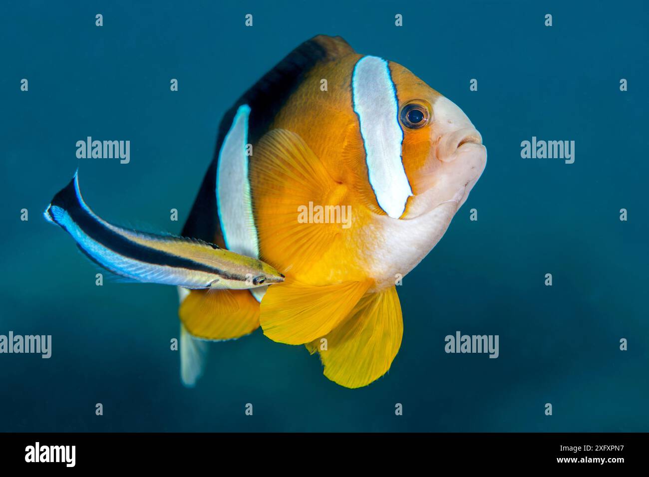 Poissons osseux bleu anemonefish Banque de photographies et d’images à ...