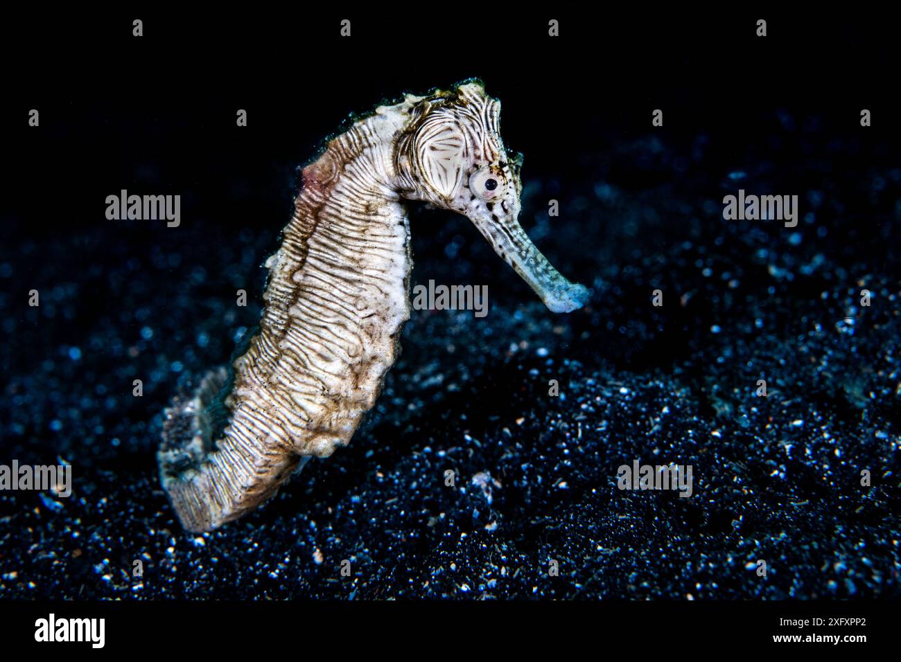 Zebra seahorse Banque de photographies et d’images à haute résolution ...