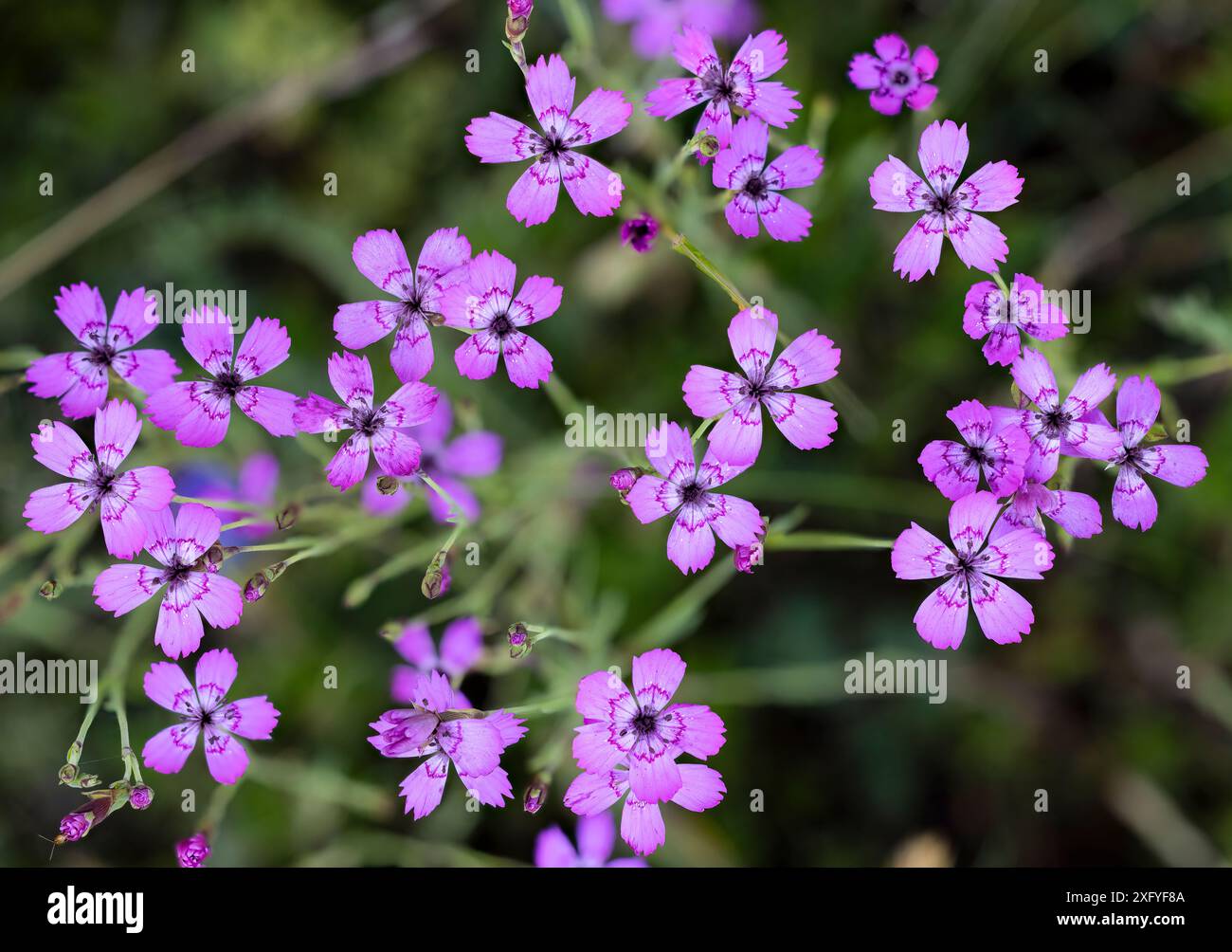 Flower maidens Banque de photographies et d’images à haute résolution ...
