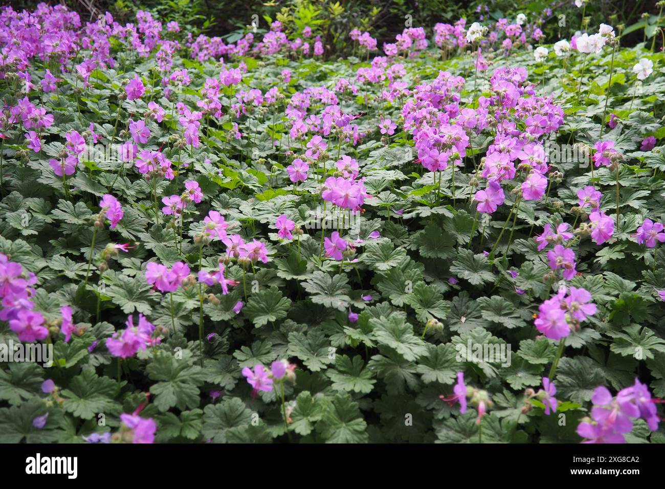 Geranium cantabrigiense est une plante à fleurs hybride de la famille ...